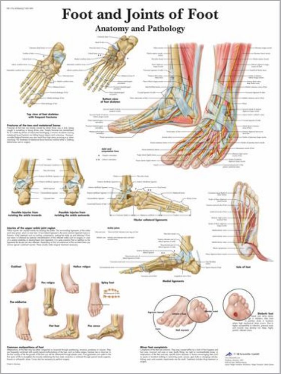Fodled og fod, anatomi plakat - Fodens anatomi - Akupunktur-shoppen.dk