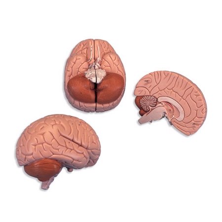 Organer, hjerne anatomi - PONS - Shop og Akademi