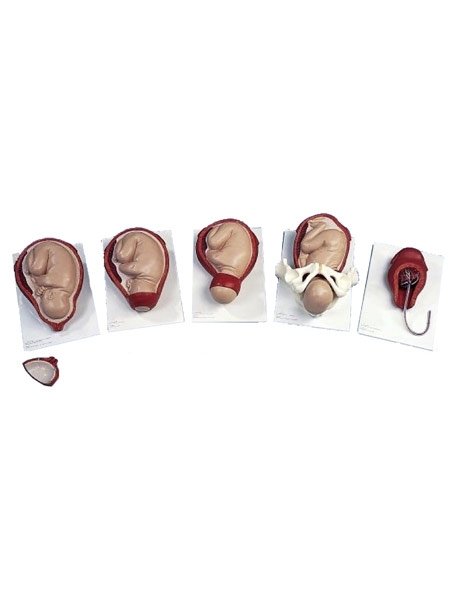 Fødslens 5 stadier - Hud, kønsorg. anatomi - PONS - Shop og Akademi