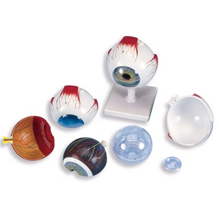 Øje, model 5 gange naturlig størrelse, 6 dele. - Øje, øre, næsens ...