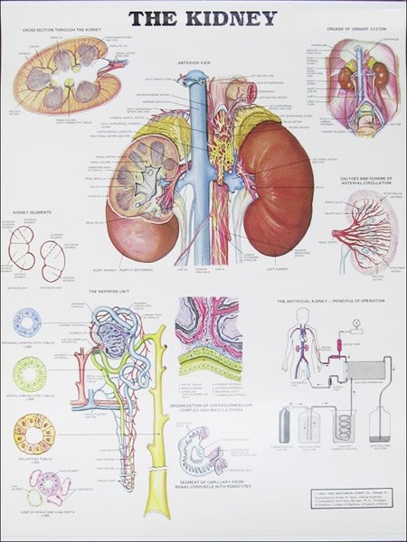 Nyre. Anatomisk plakat. Lamineret planche m. lister, 50x67 cm ...