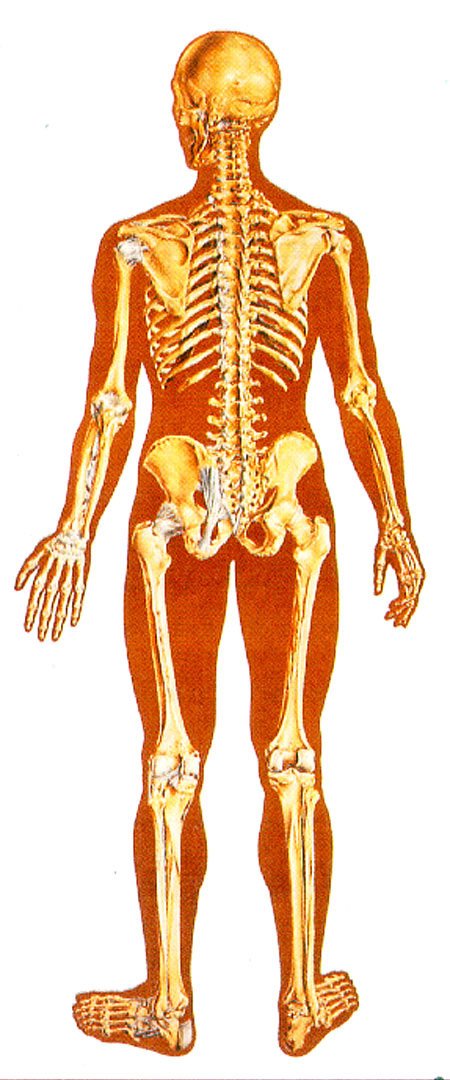 Skelet bagfra 84x200 cm. - Anatomi plakater 84x200 - PONS - Shop og Akademi