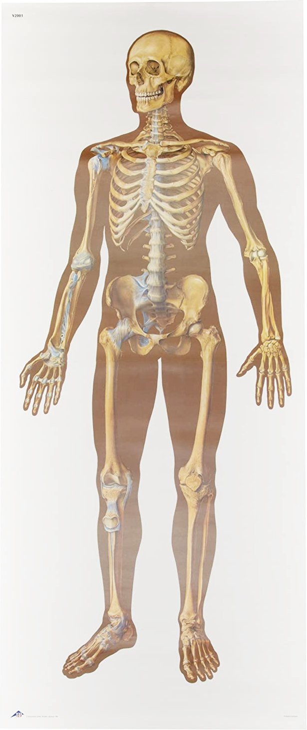 Skelet forfra 84x200 cm. - Anatomi plakater 84x200 - PONS - Shop og Akademi