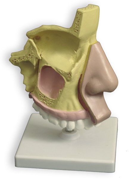 Bihuler/næsehule. Model visende alle bihuler - Øje, øre, næsens anatomi ...
