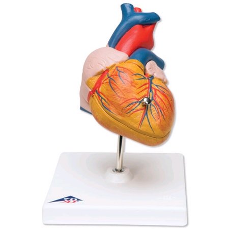 Hjerte naturlig størrelse - Organer, hjerne anatomi - PONS - Shop og Akademi