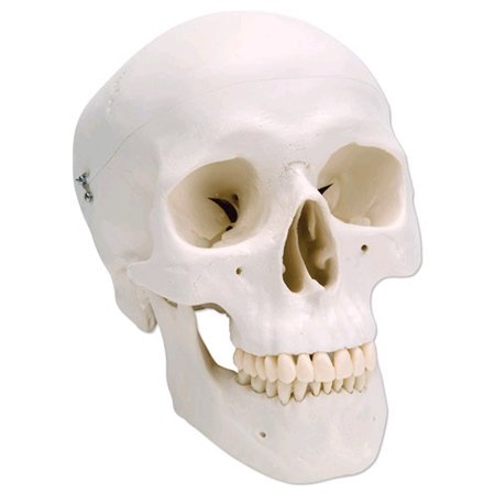 Kraniets anatomi - PONS - Shop og Akademi