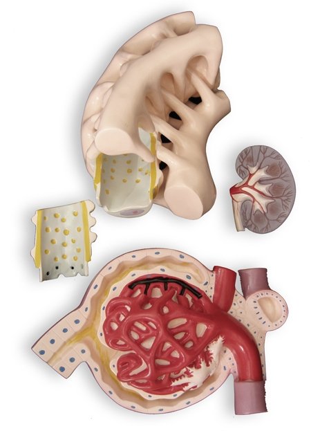 Model af nyre, nefron og tubuli - Organer, hjerne anatomi - PONS - Shop ...