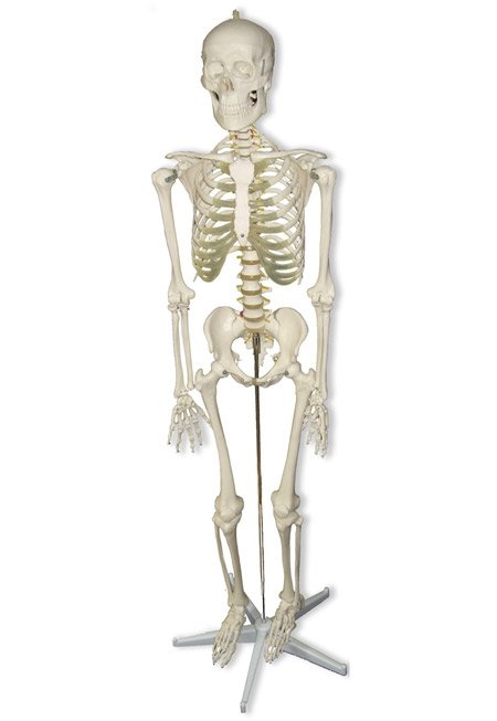 Skelet, økonomi, 180 cm. - Skelettets anatomi - PONS - Shop og Akademi
