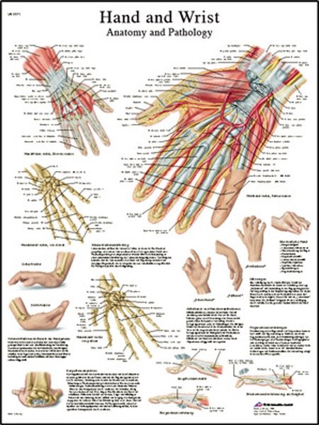 Plakat hånd og håndled - Fodens anatomi - Akupunktur-shoppen.dk